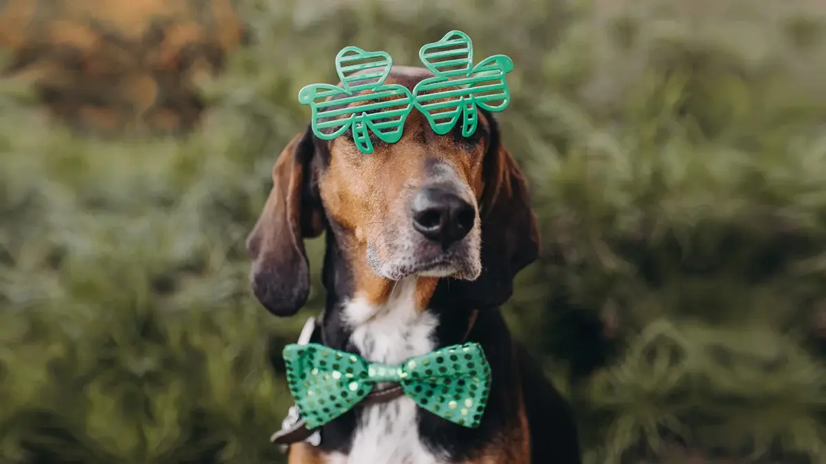 Kriser's Natural Pet - Denver, CO